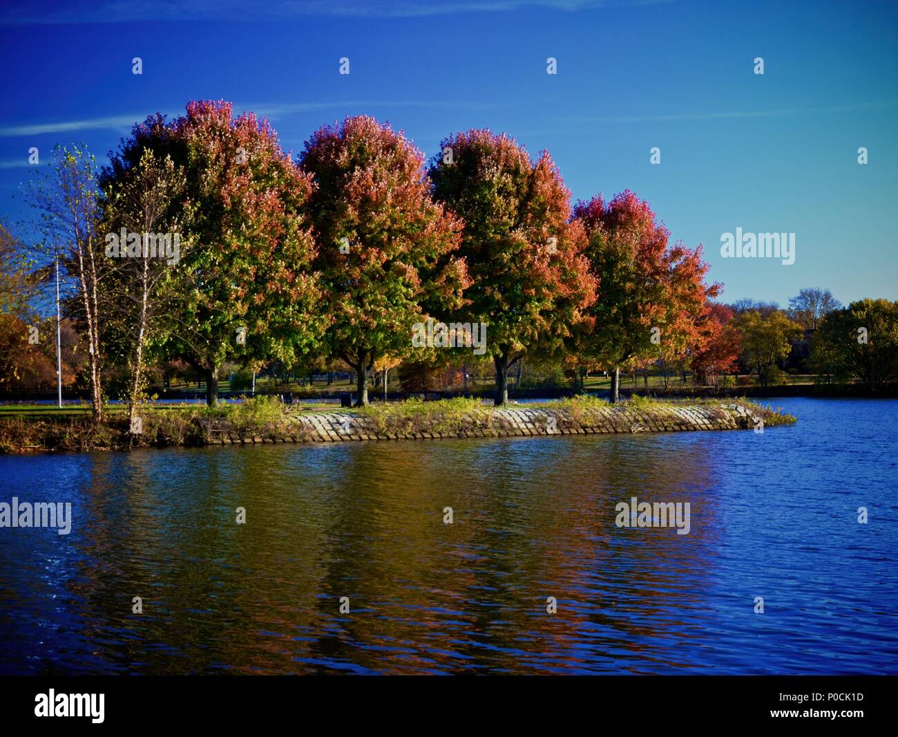 Colorful trees along cooper river Stock Photo - Alamy