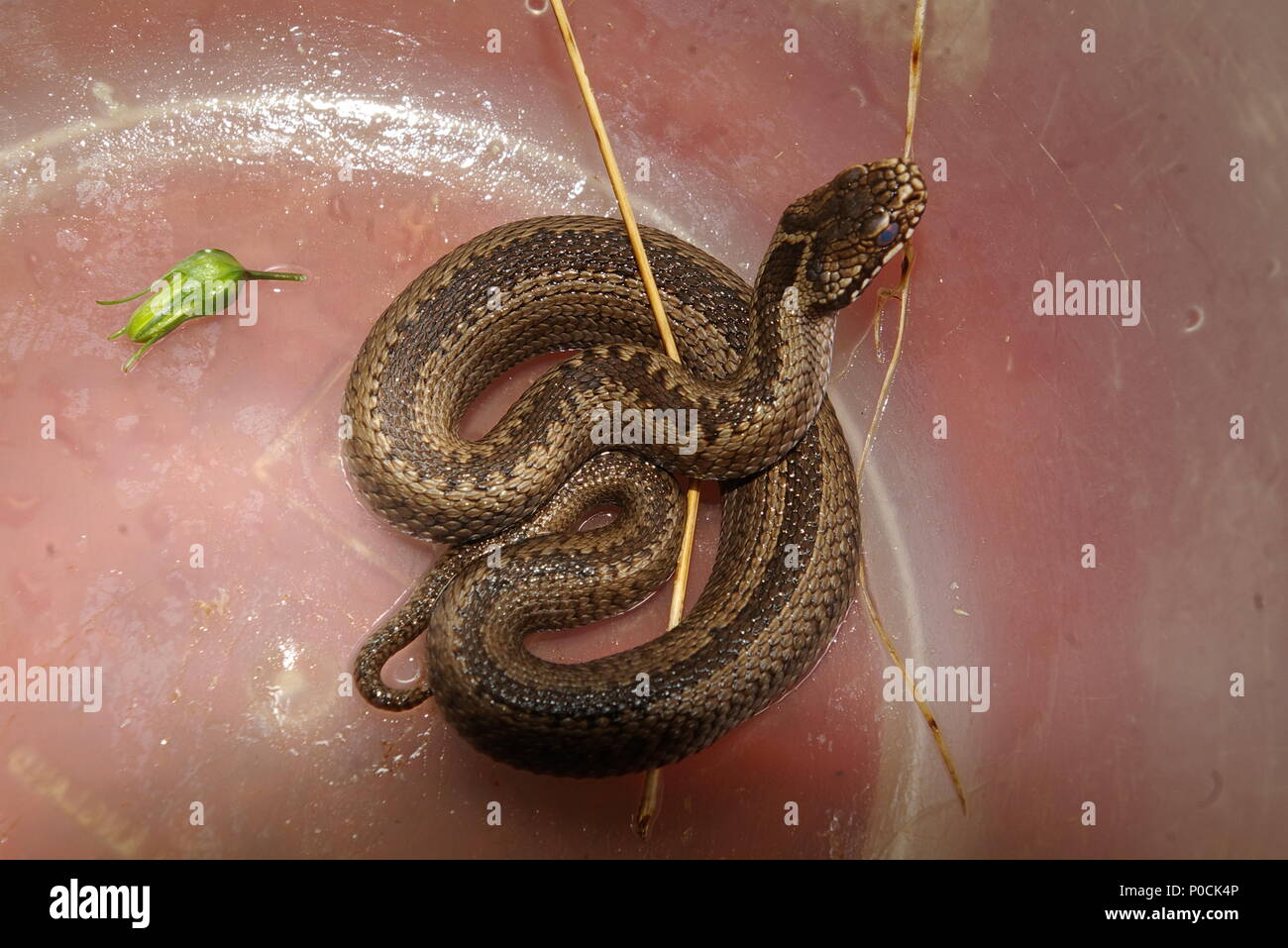 Norwegian Adder / Viper snake in a bucket, Norway Stock Photo - Alamy