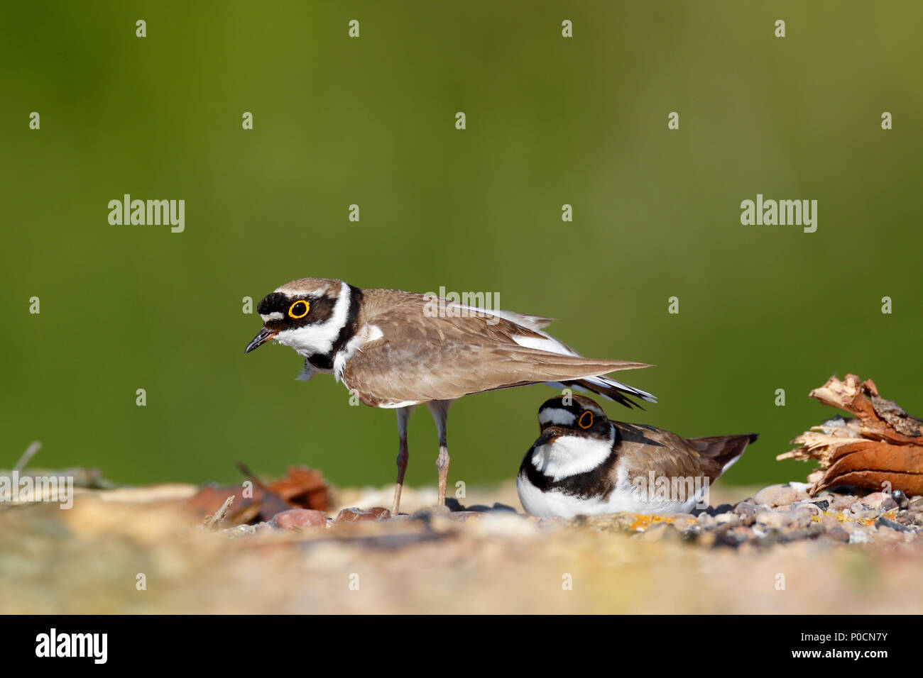 Ringed plover nesting hi-res stock photography and images - Alamy