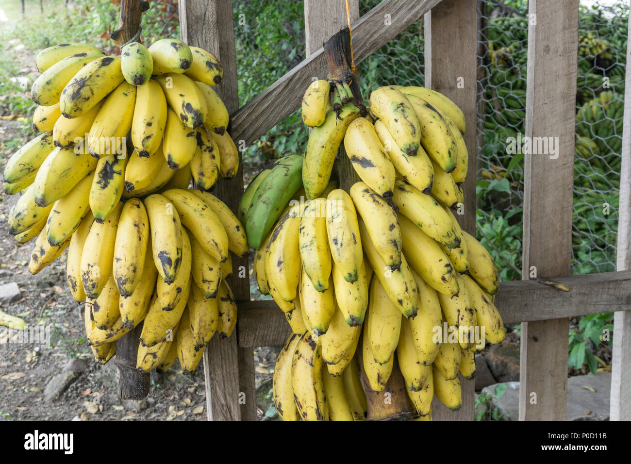 organic banana from farmer in Central America Stock Photo - Alamy