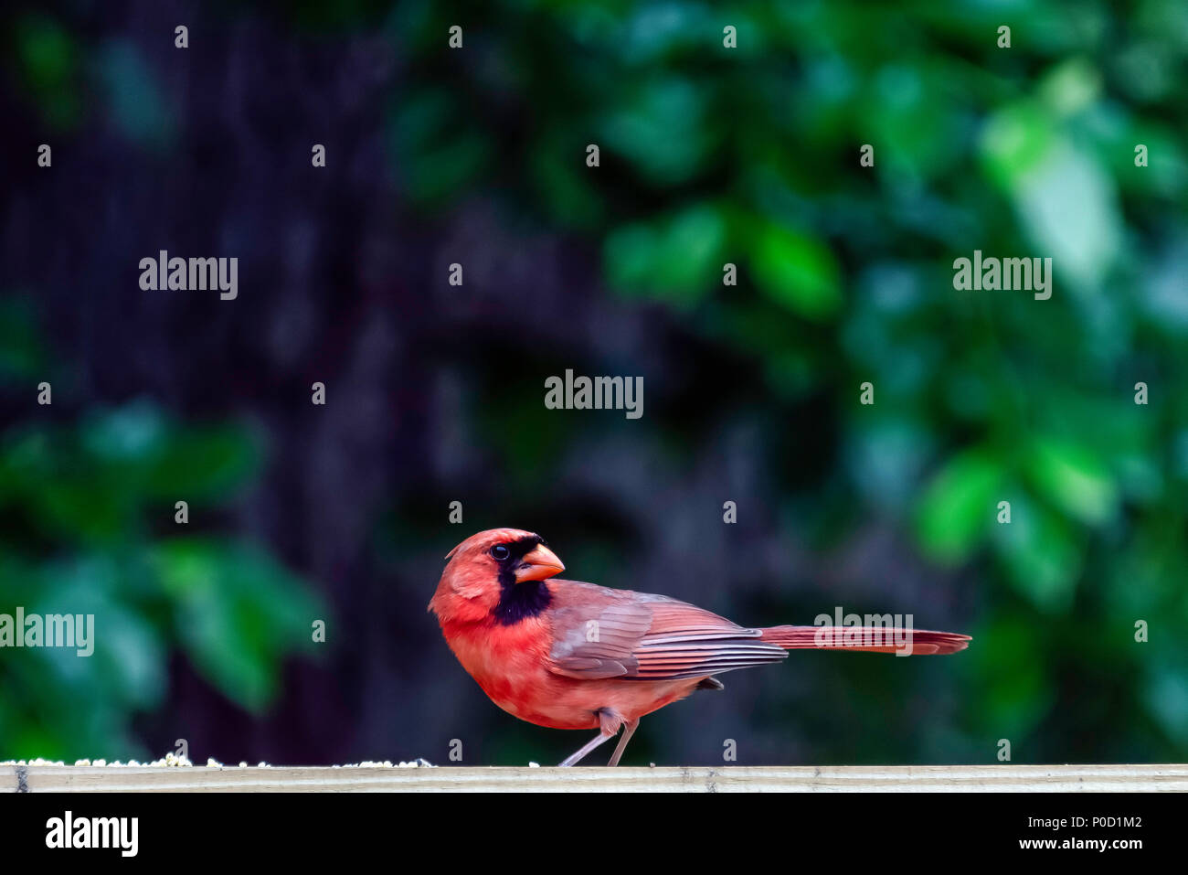the northern cardinal (male)sits on a fence of wood on a background of ...