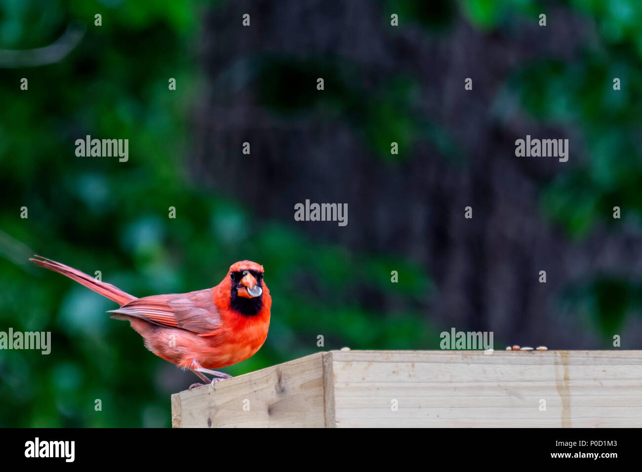 the northern cardinal (male)sits on a fence of wood on a background of ...