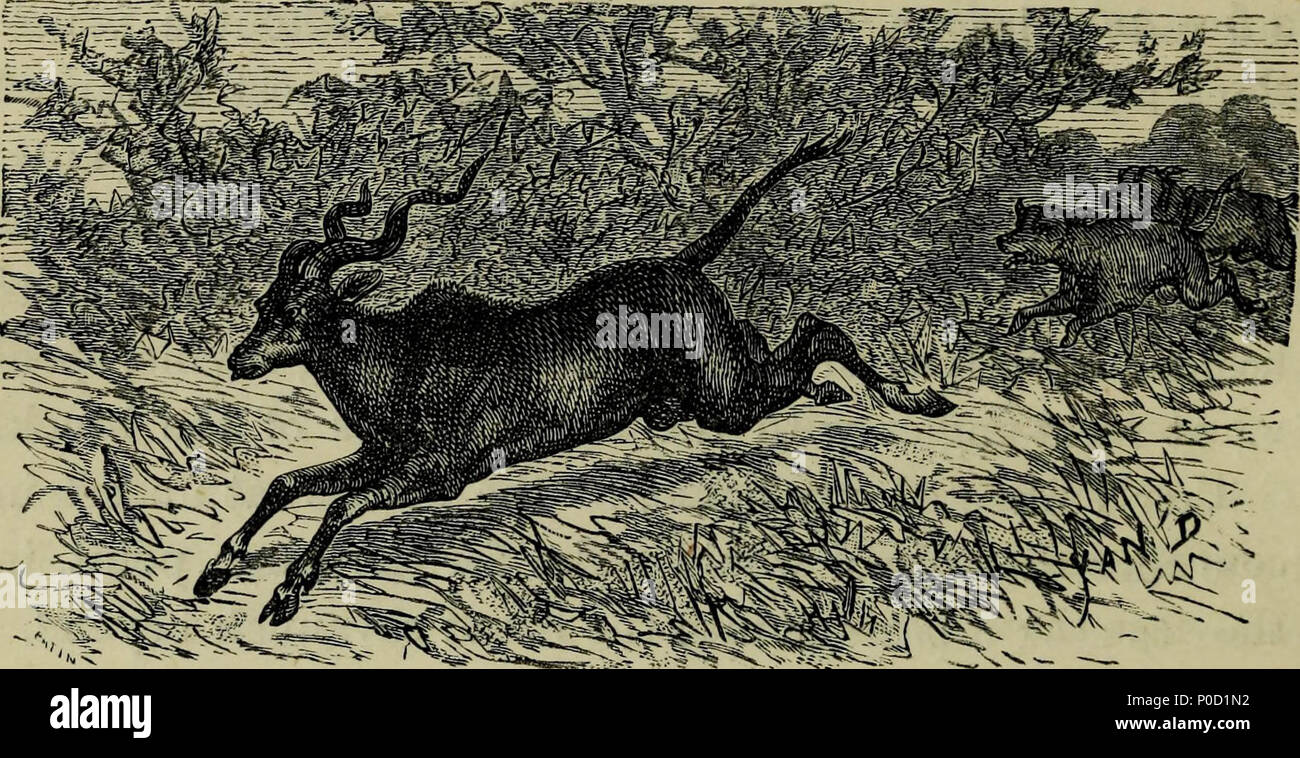 Hunter trapper in north hi-res stock photography and images - Alamy