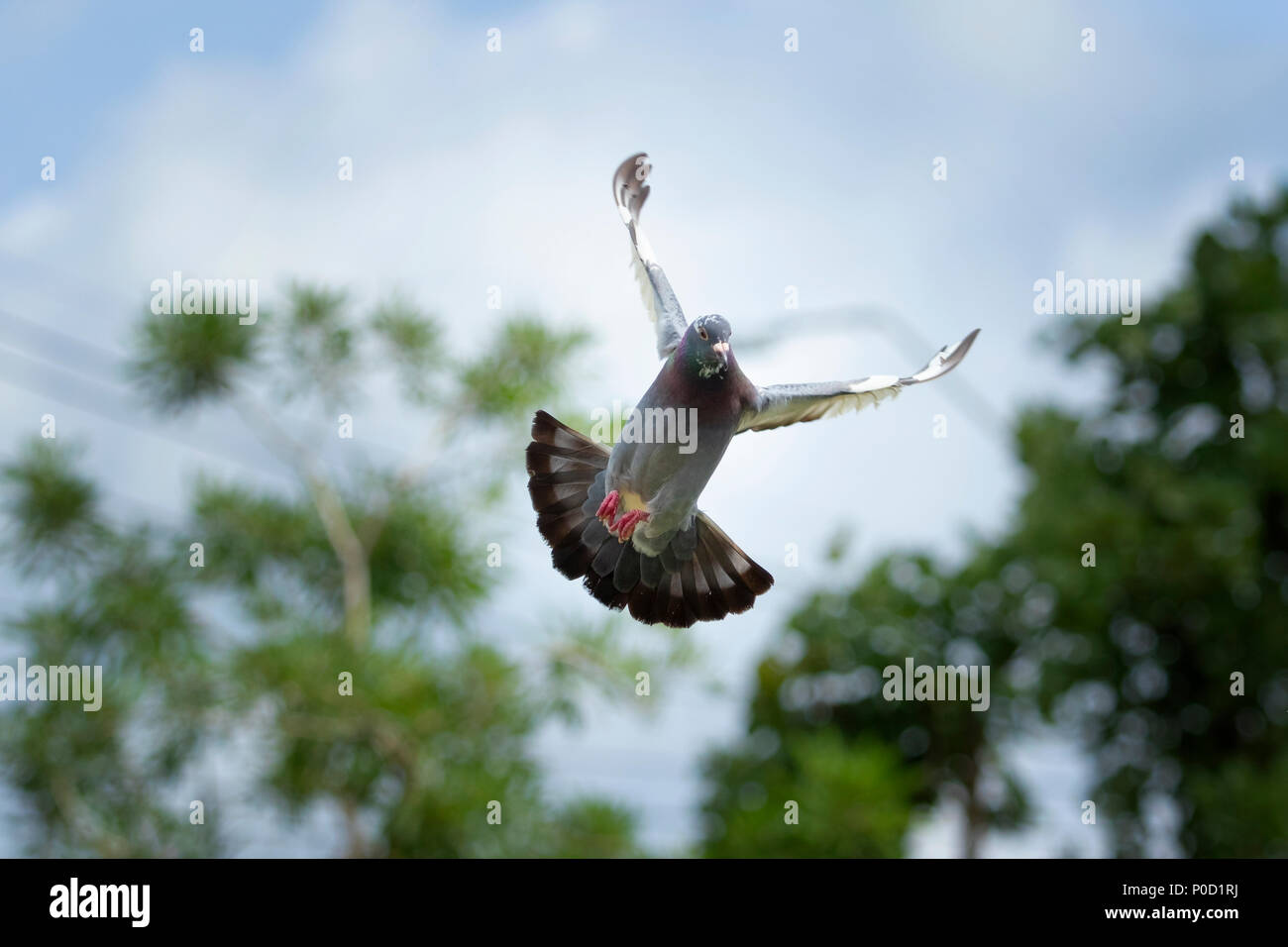 feather wing of homing pigeon bird floating mid air Stock Photo - Alamy