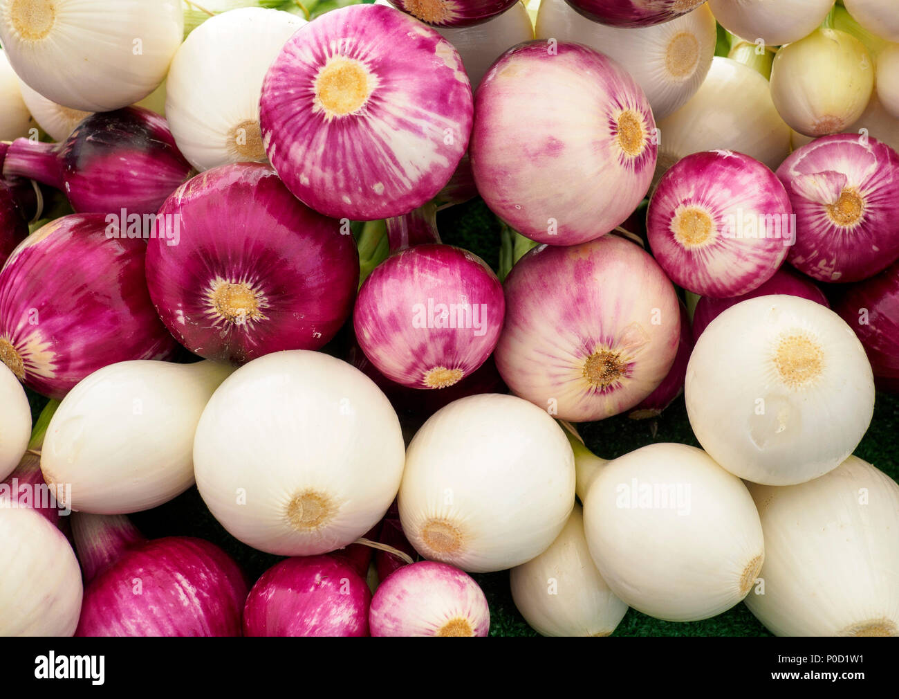 Close up of Various Onion Bulbs Stock Photo - Alamy