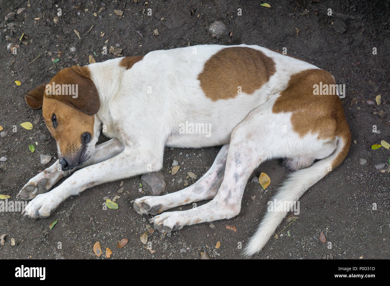 sleeping poor dog Stock Photo - Alamy