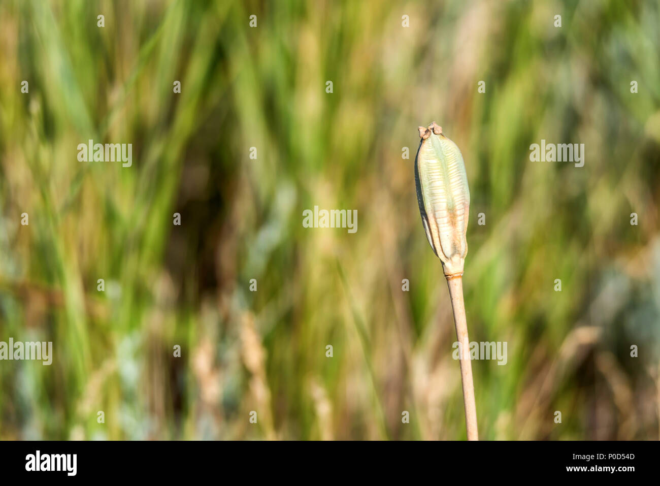 Garden fruit tree tulip hi-res stock photography and images - Alamy
