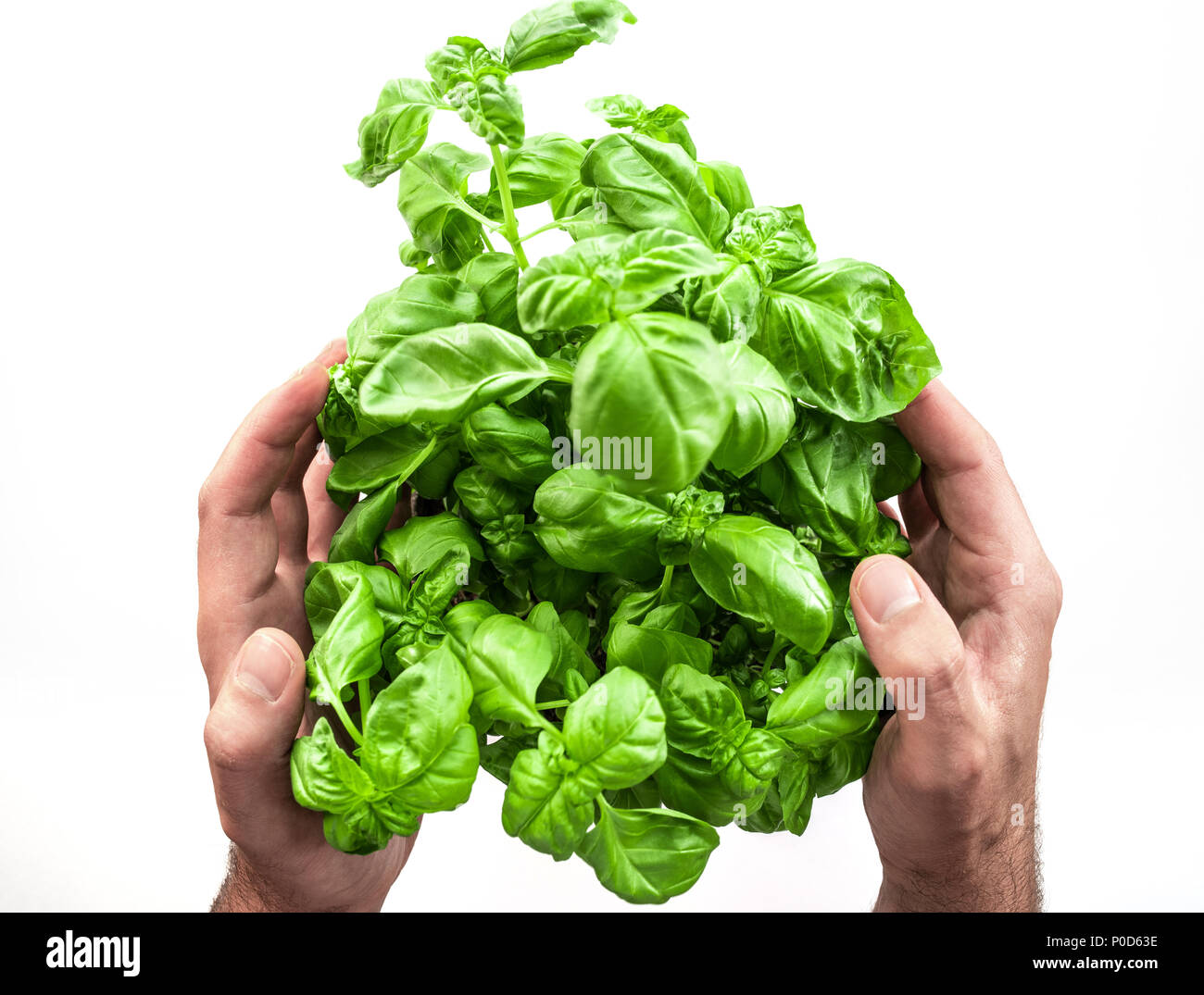 top view of hands holding basil plant against white background Stock ...