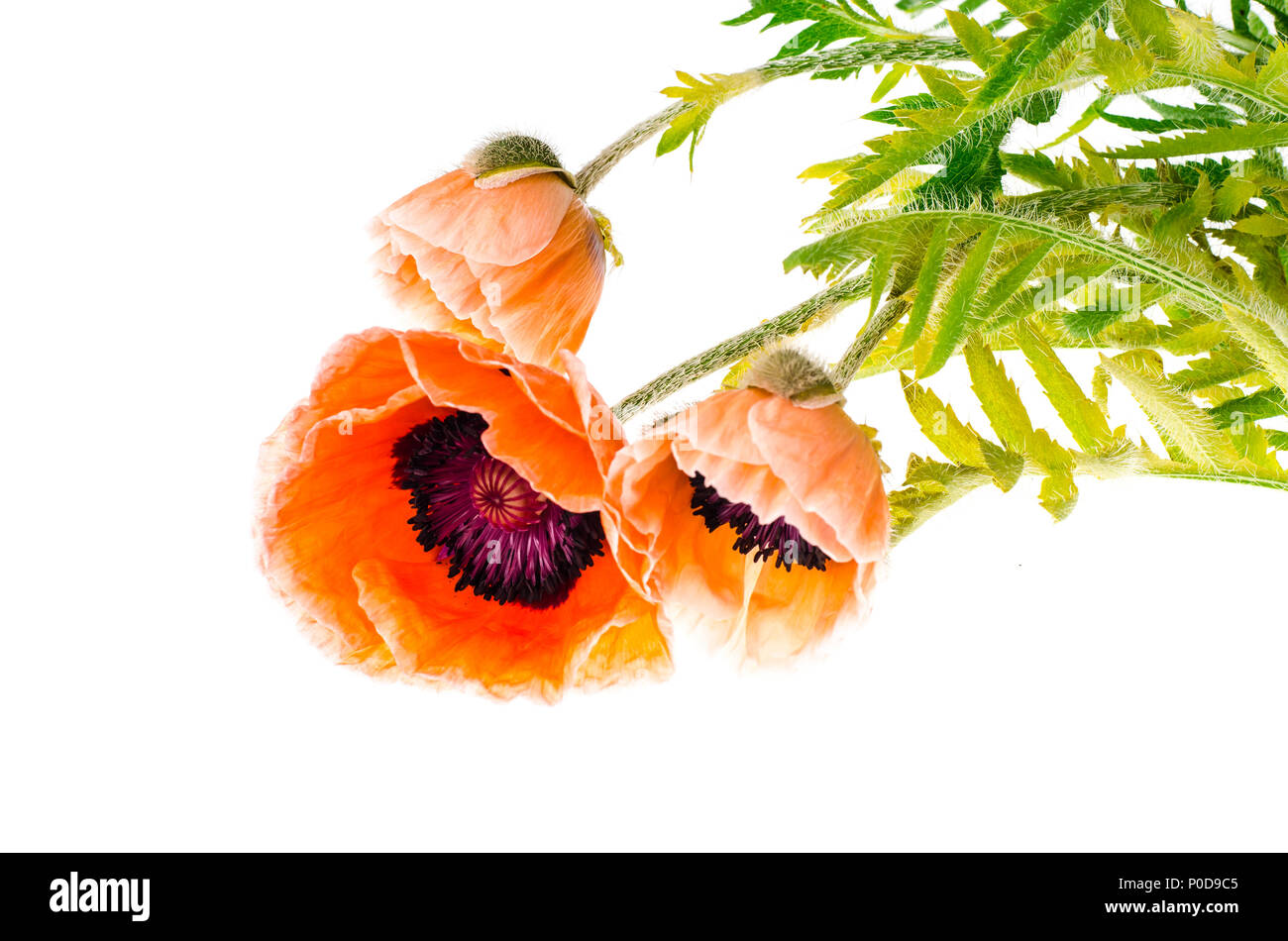 Studio shot pink poppy hi-res stock photography and images - Alamy