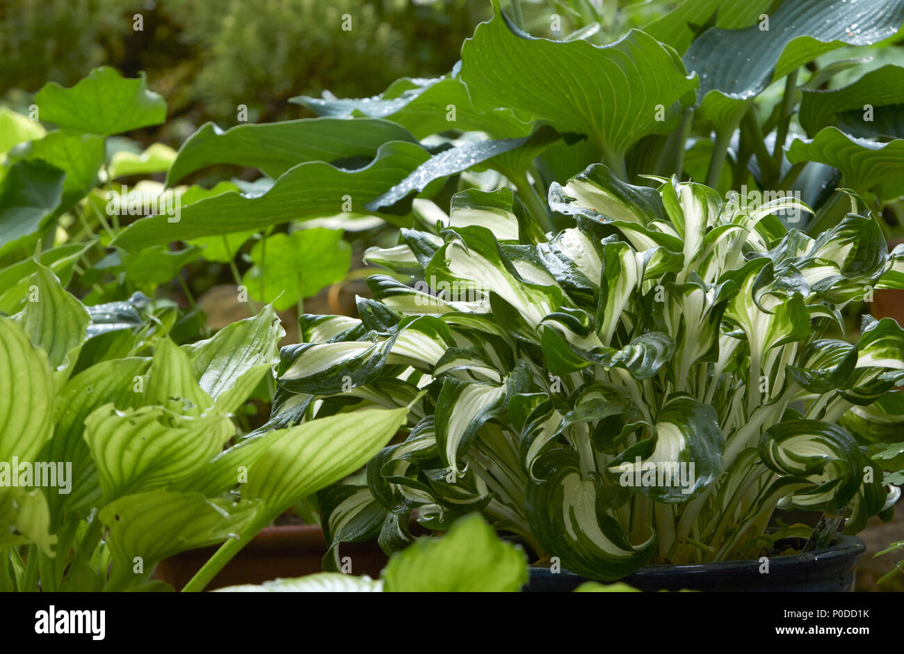 Various Hosta Leaf shapes. From smallholding garden at 900ft in ...