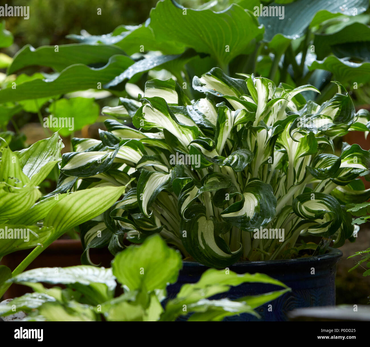Various Hosta Leaf shapes. From smallholding garden at 900ft in ...