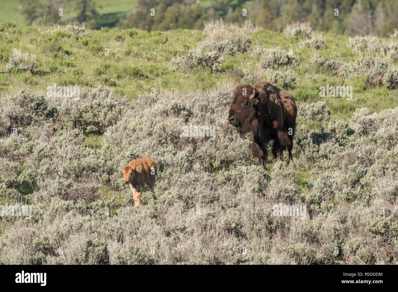 Yellowstone national park cow hi-res stock photography and images - Alamy