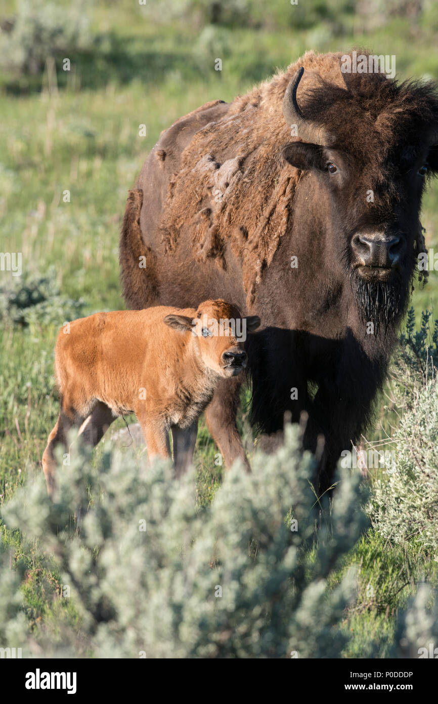 American bison bison bison calf hi-res stock photography and images - Alamy