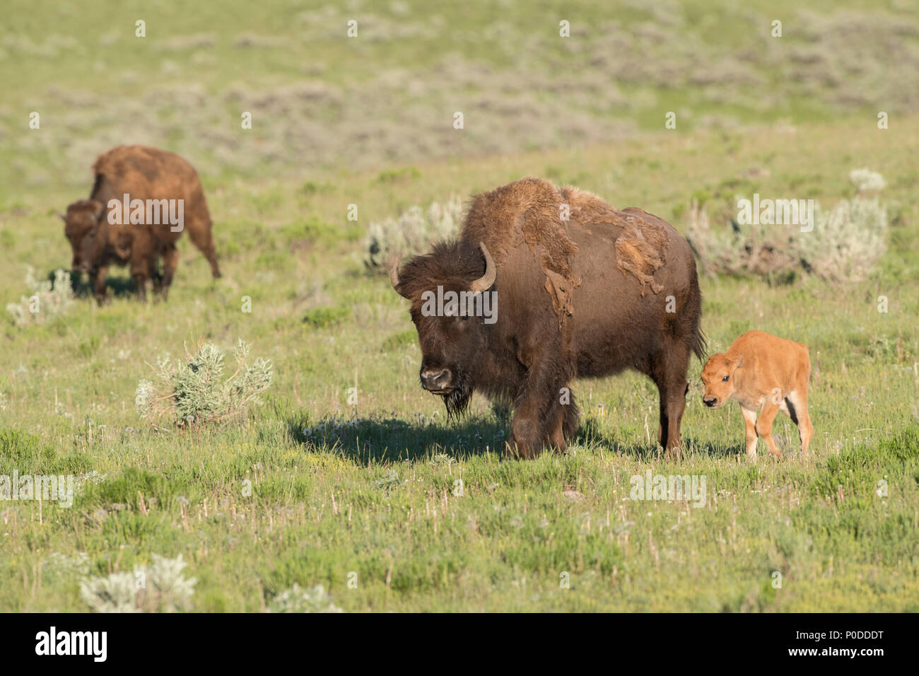 Animals of yellowstone hi-res stock photography and images - Alamy