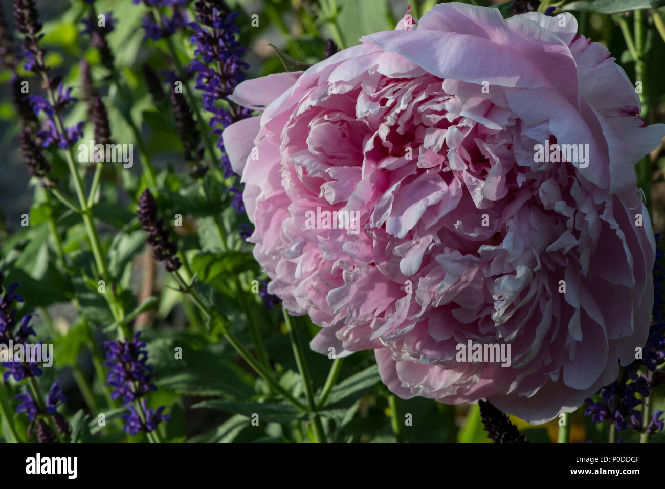 A side view of an open Peony flower head in a lush garden on a sunny ...