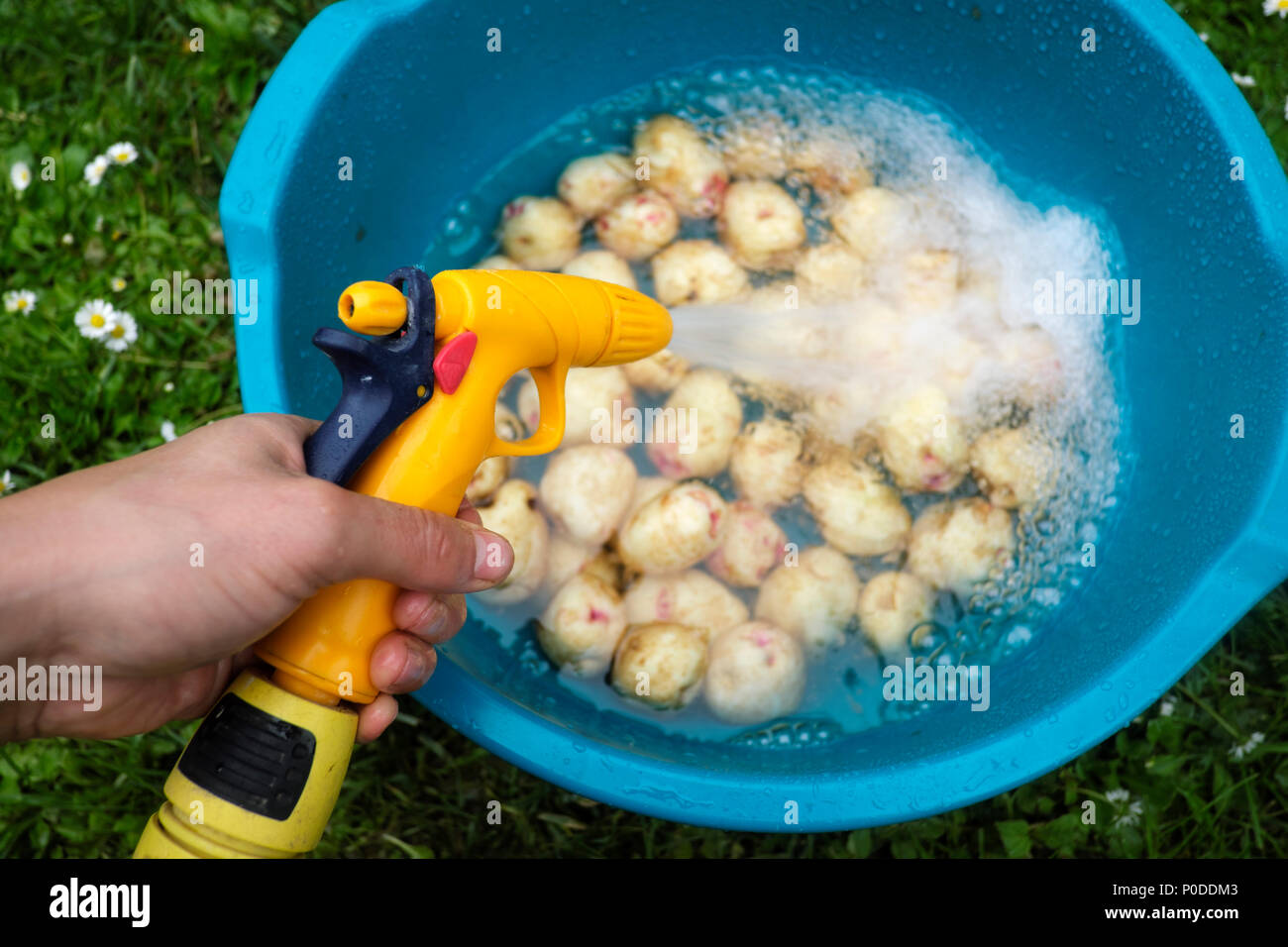 Washing potatoes hi-res stock photography and images - Alamy