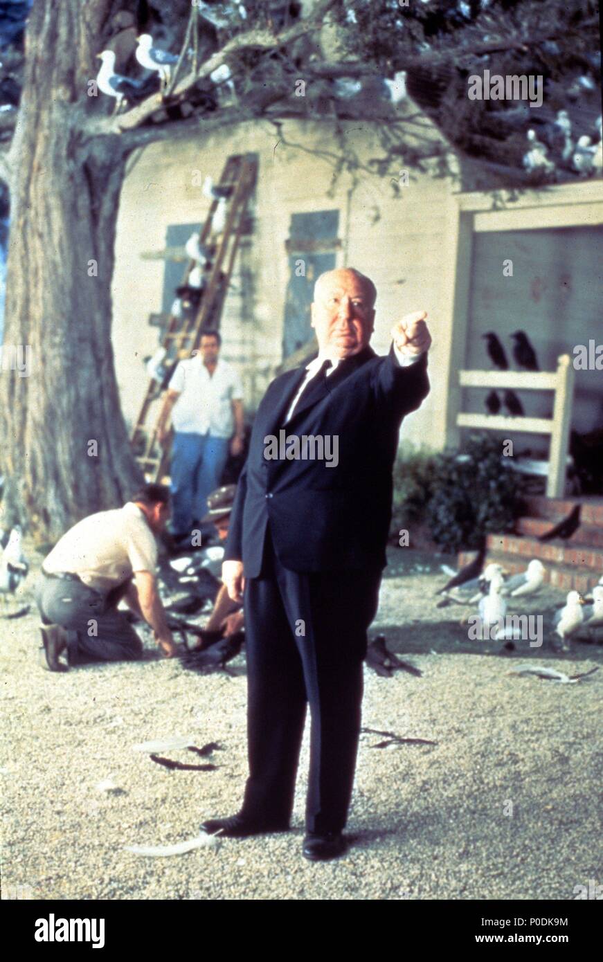 The birds 1963 effects hi-res stock photography and images - Alamy