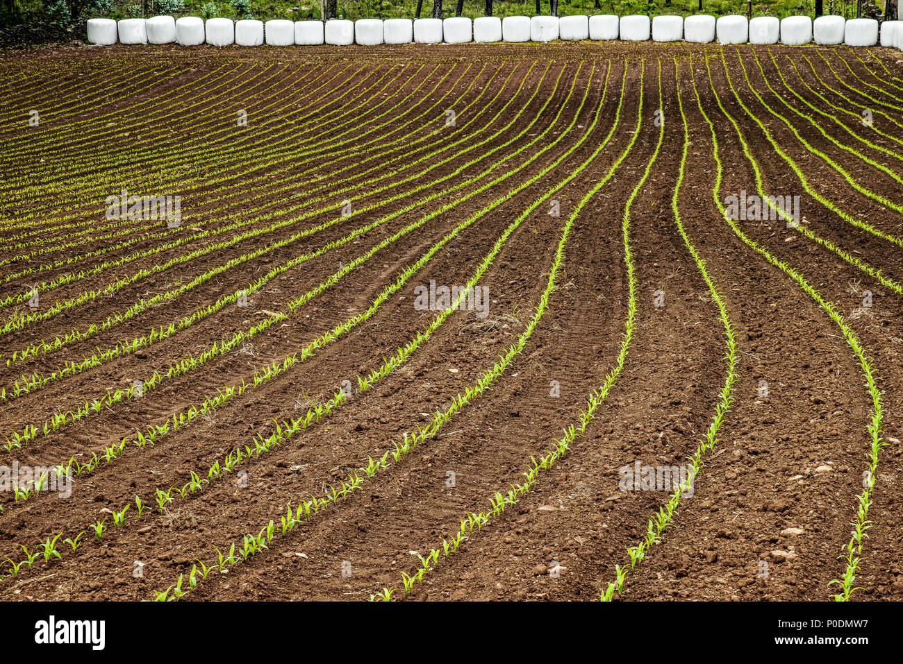 Germinating crops growing In curved lines Stock Photo - Alamy