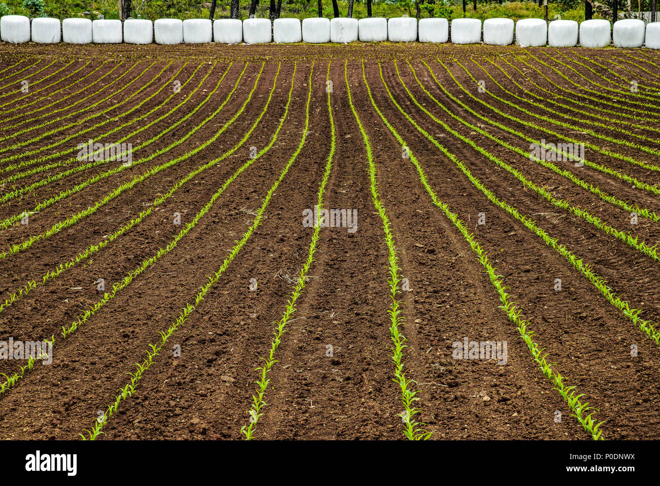 Straight lines in fields hi-res stock photography and images - Alamy