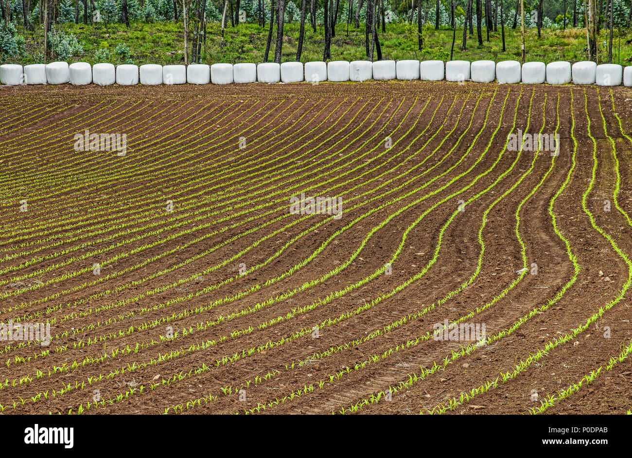 Curved lines in nature hi-res stock photography and images - Alamy