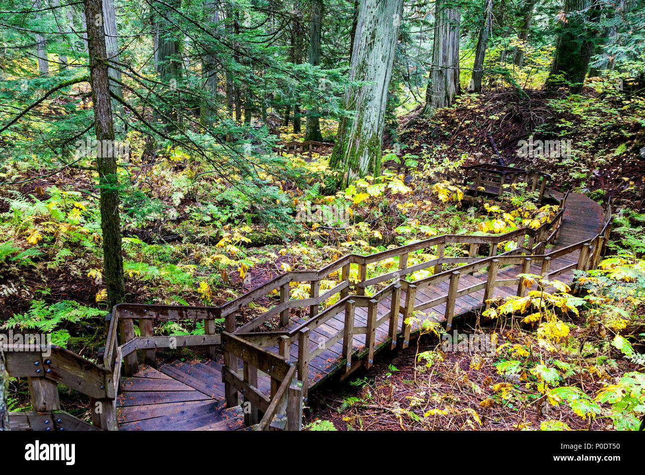 A half kilometer Giant Cedars Boardwalk trail winds through the heart ...