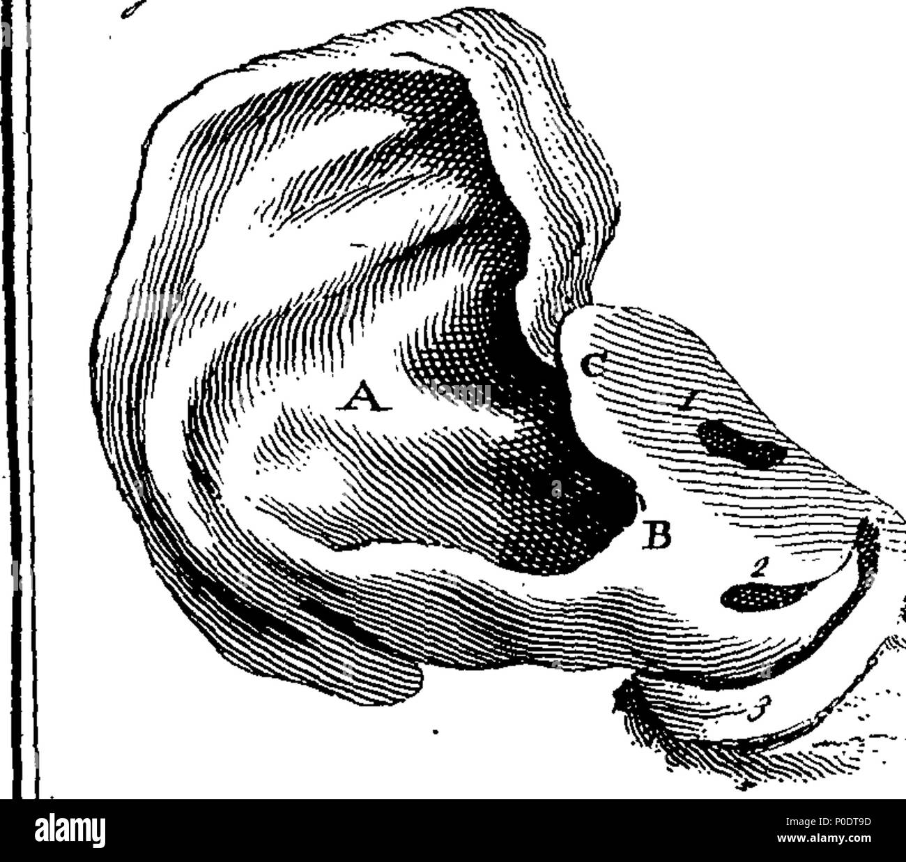 . English: Fleuron from book: A treatise of the ear: containing an ...