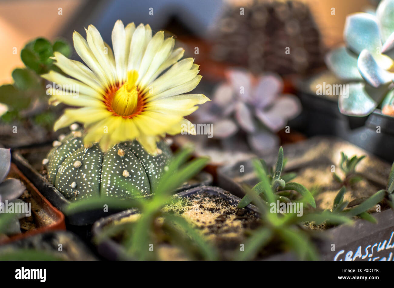 Asteria hi-res stock photography and images - Alamy