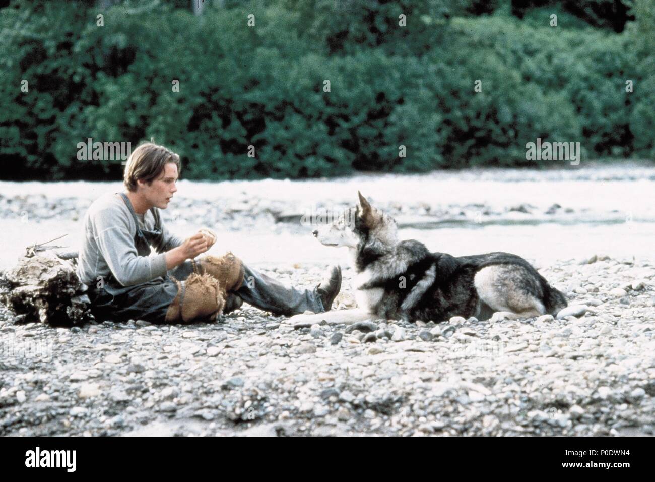 Original Film Title: WHITE FANG. English Title: WHITE FANG. Film ...