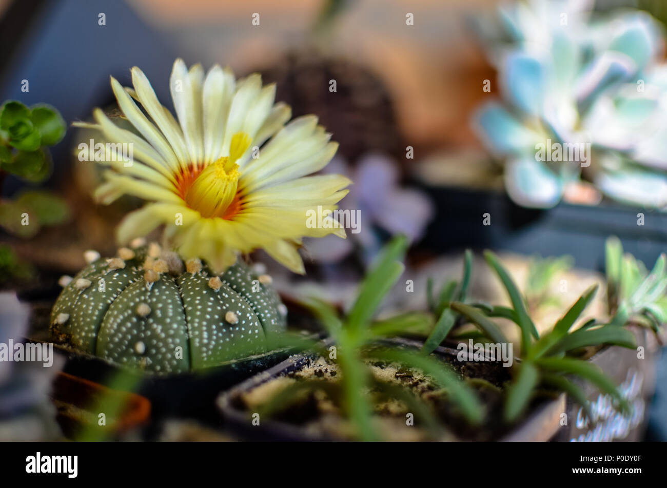 Astrophytum asteria hi-res stock photography and images - Alamy