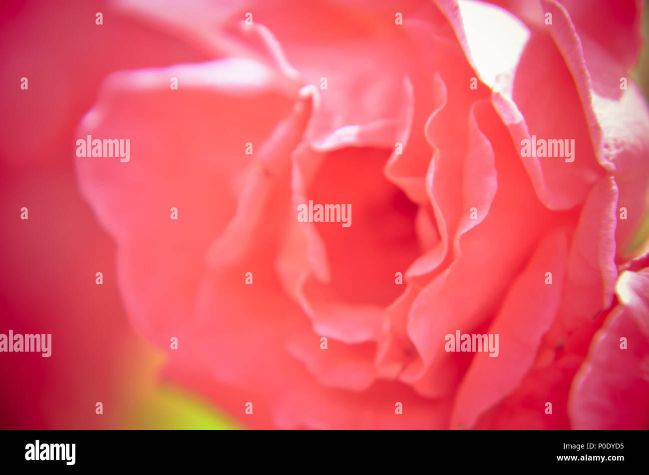 Dark pink roses in a garden Stock Photo - Alamy