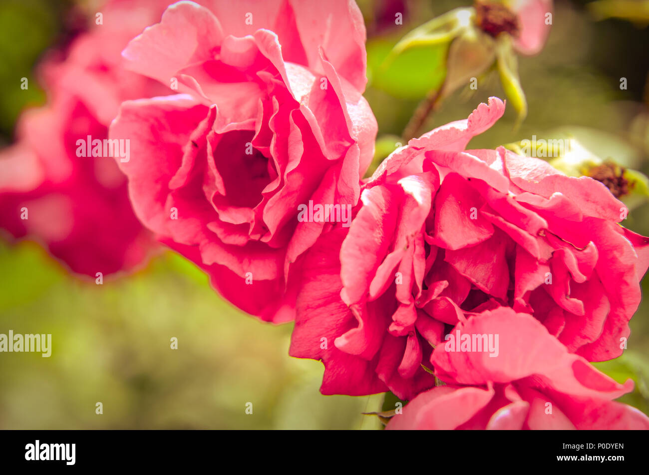 White rose pink hi-res stock photography and images - Alamy