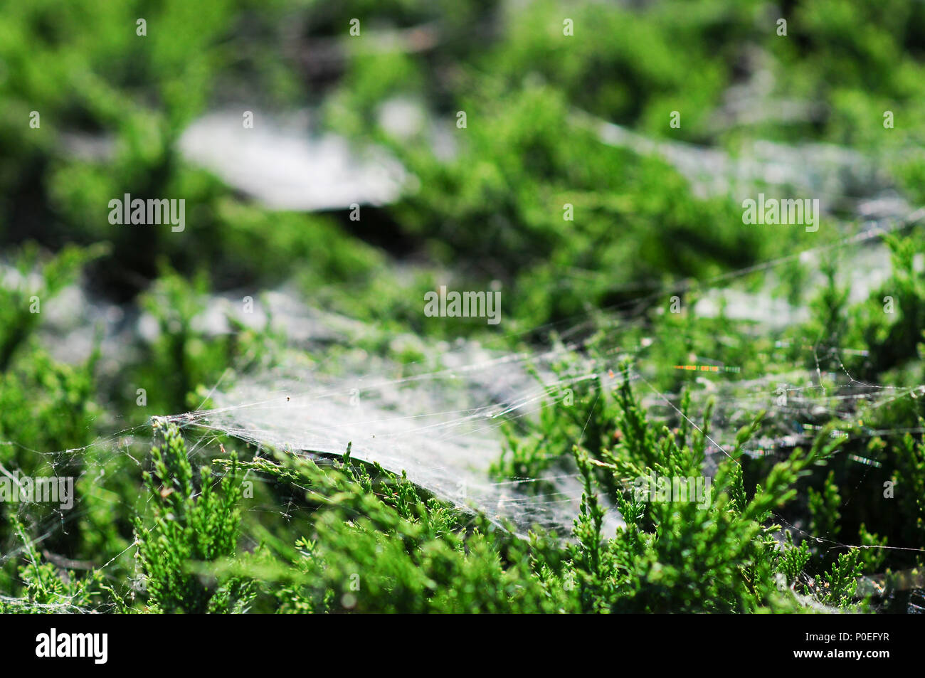 A common juniper bush (Juniperus communis) covered in many cobwebs ...