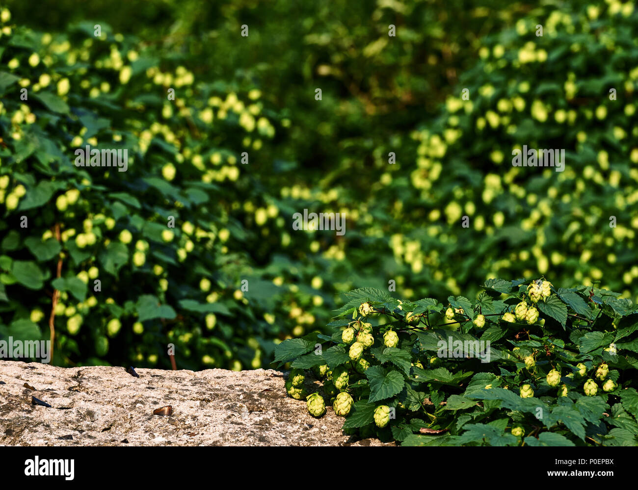 wild hop growing on the wall Stock Photo - Alamy