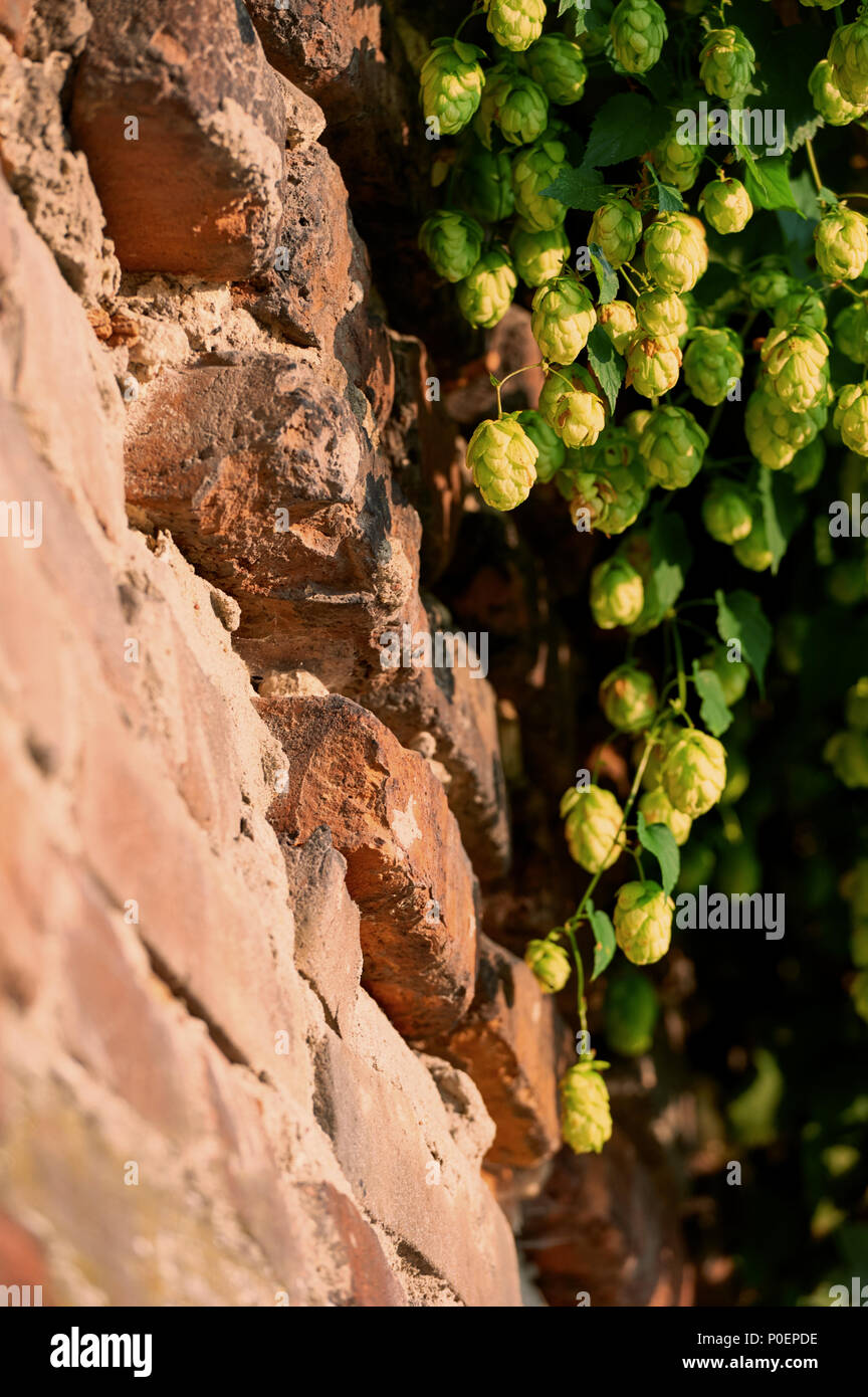 old brick wall with hop Stock Photo - Alamy