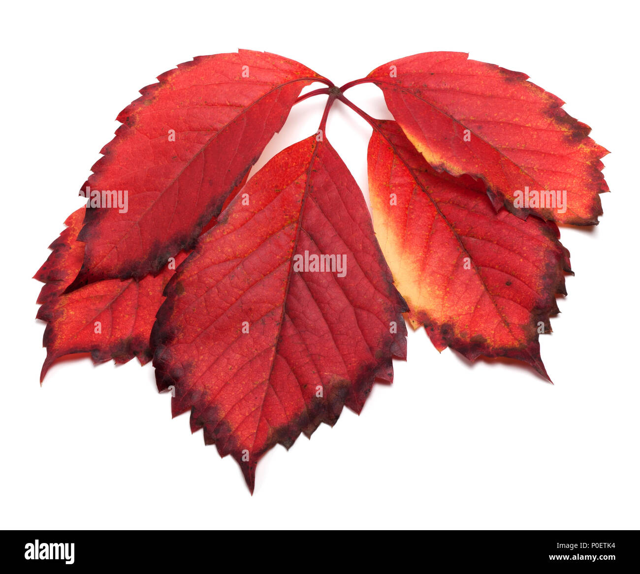 Red autumn leaf, Virginia creeper leaves. Isolated on white background ...