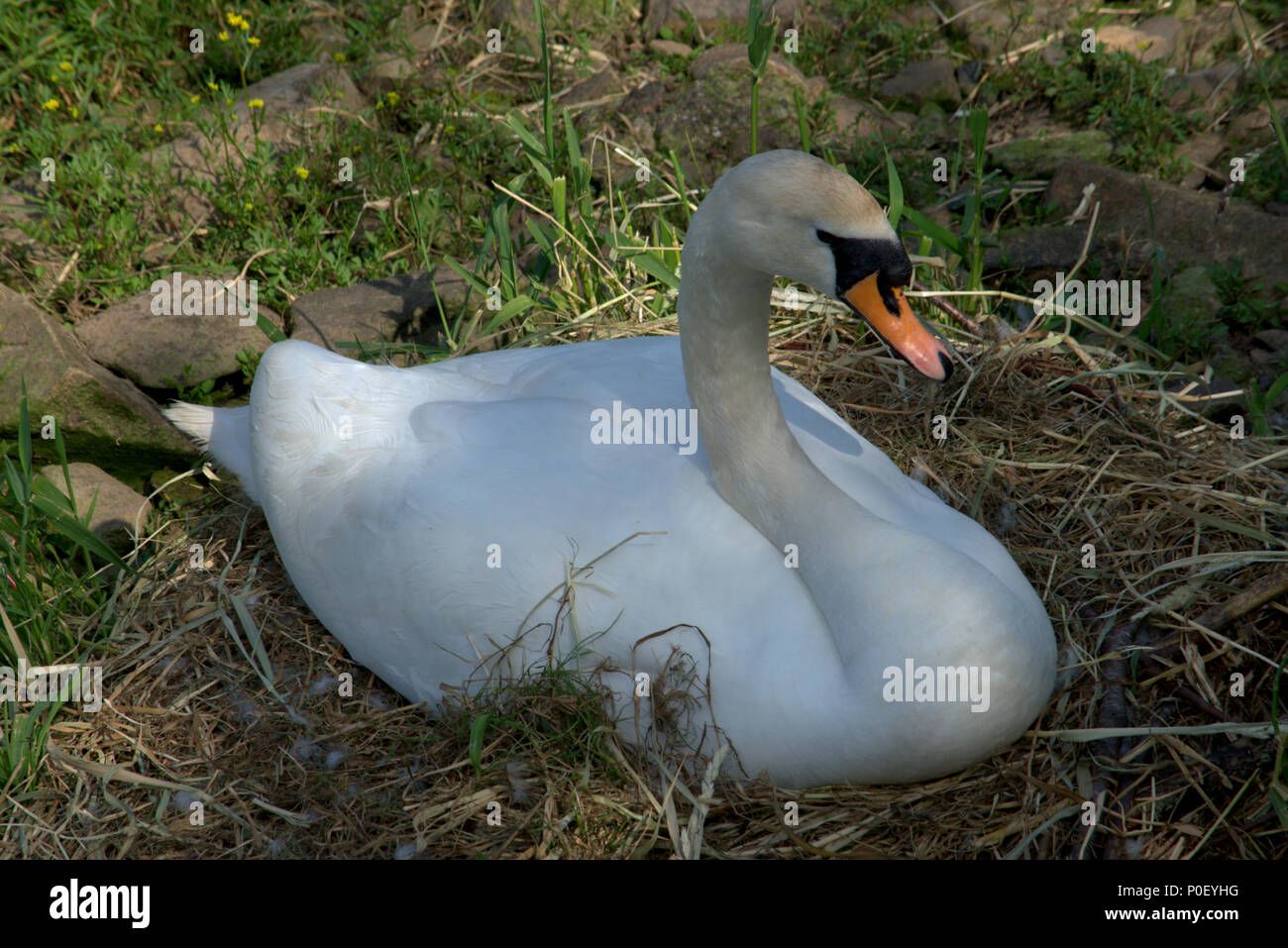 Mute swan, nesting Stock Photo - Alamy