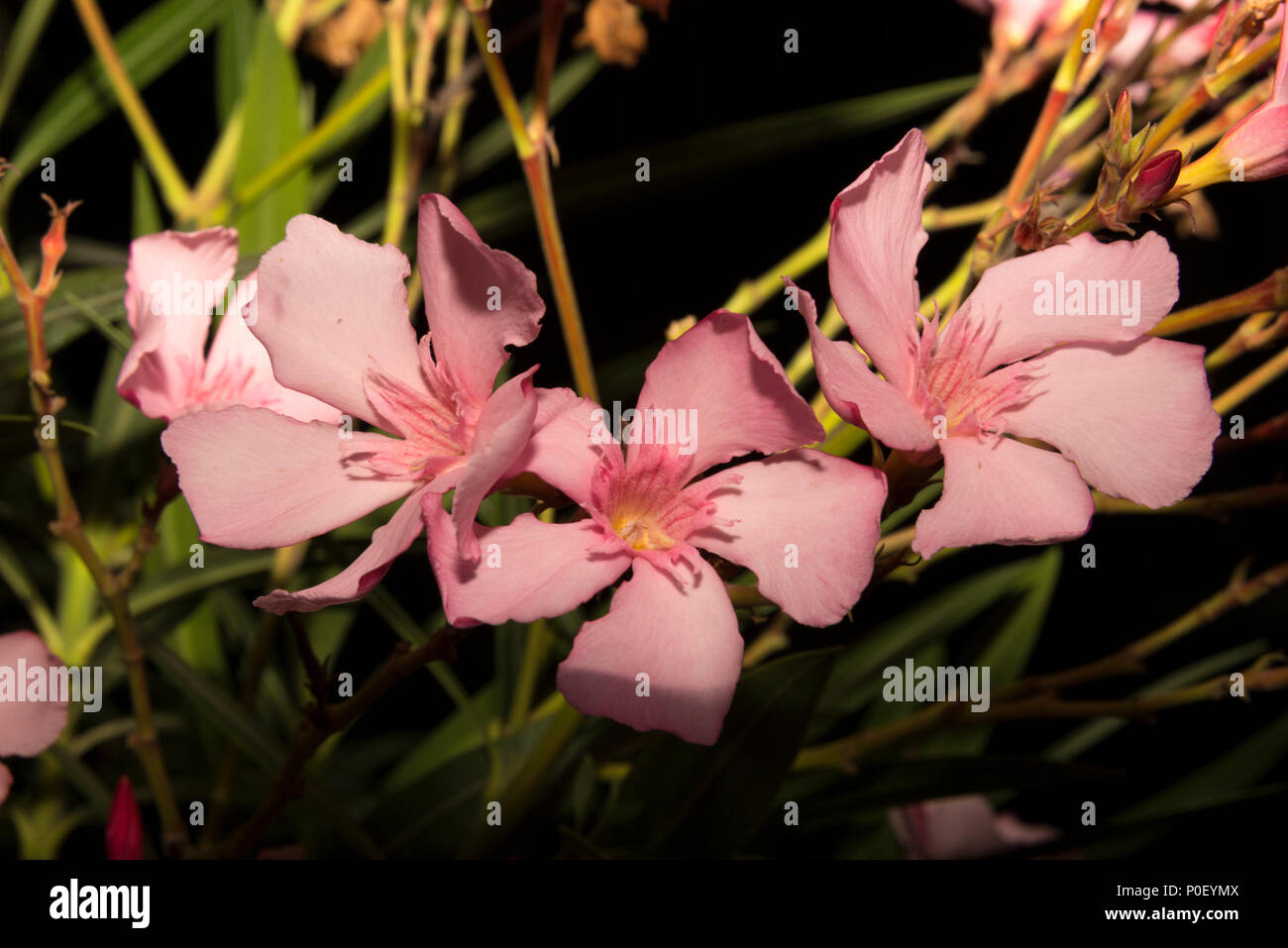 Nerium oleander tree pink flowers hi-res stock photography and images ...