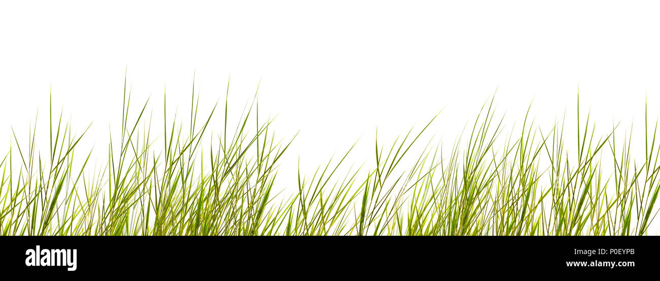 isolated grass blades on white background Stock Photo - Alamy