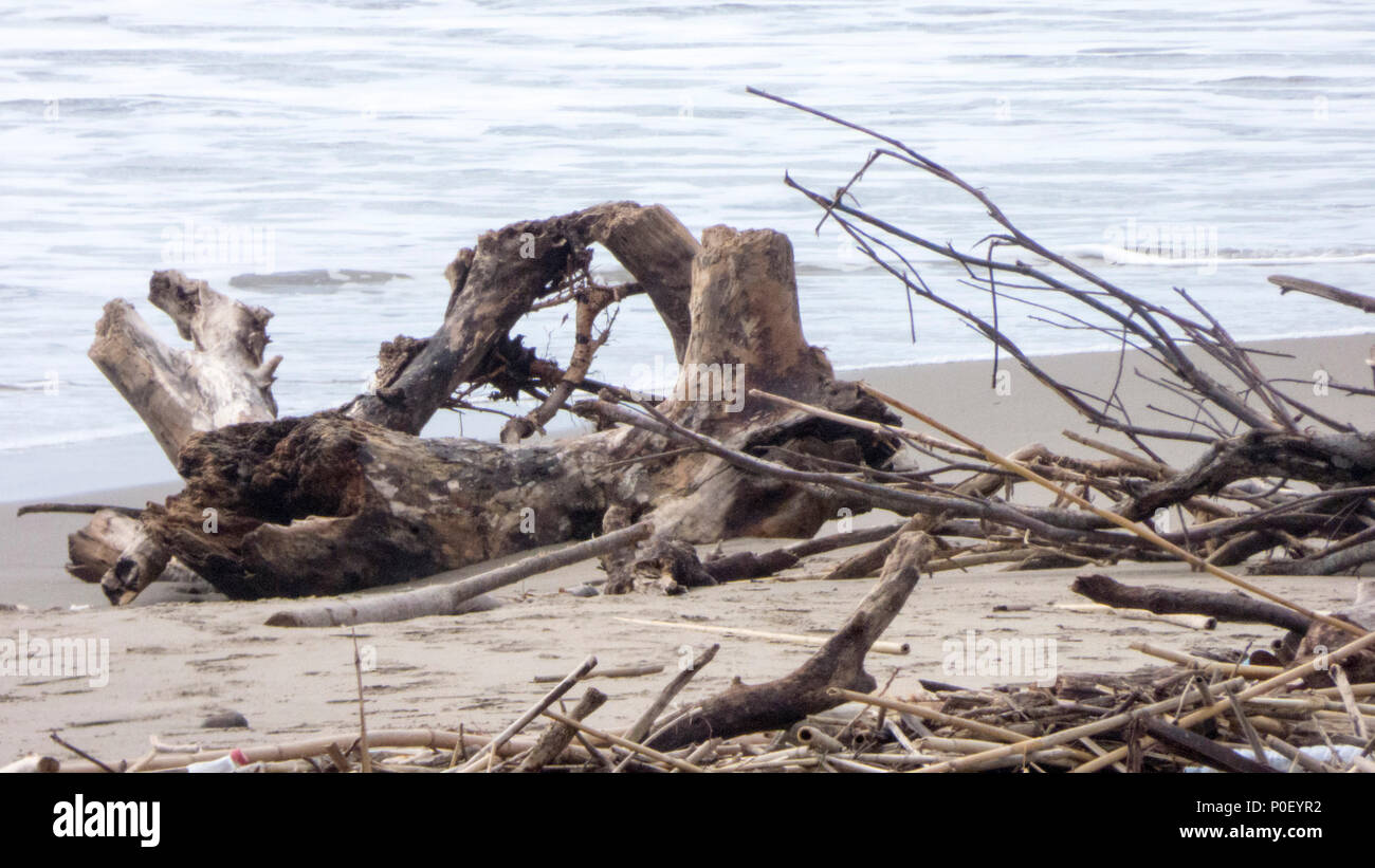 Large tree root and other tree debris on the tourist beach at Artola ...