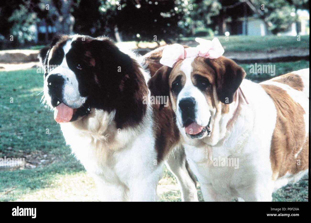 Original Film Title: BEETHOVEN'S 2ND. English Title: BEETHOVEN'S 2ND ...