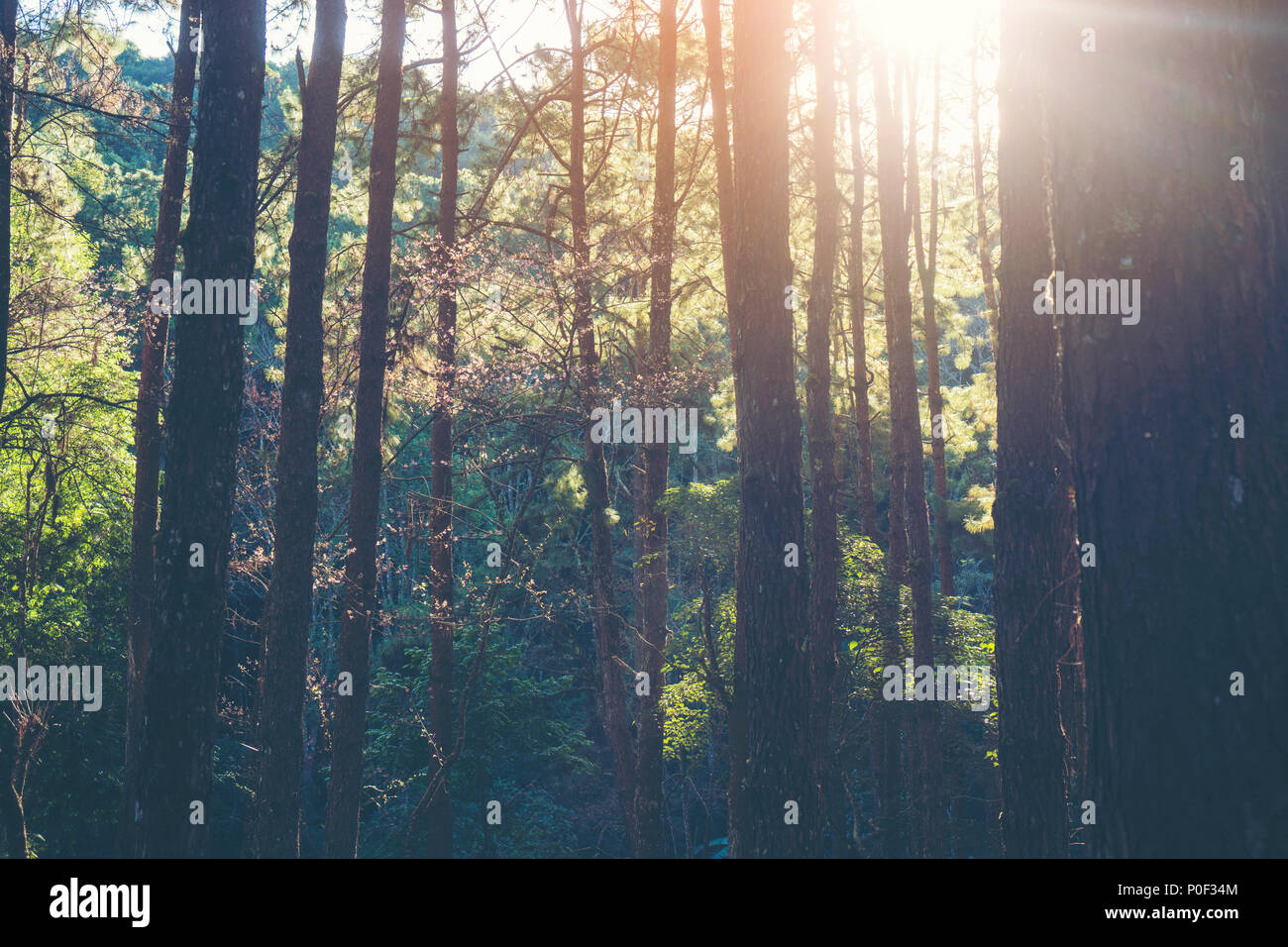 Tropical forest, trees in sunlight and rain Stock Photo - Alamy