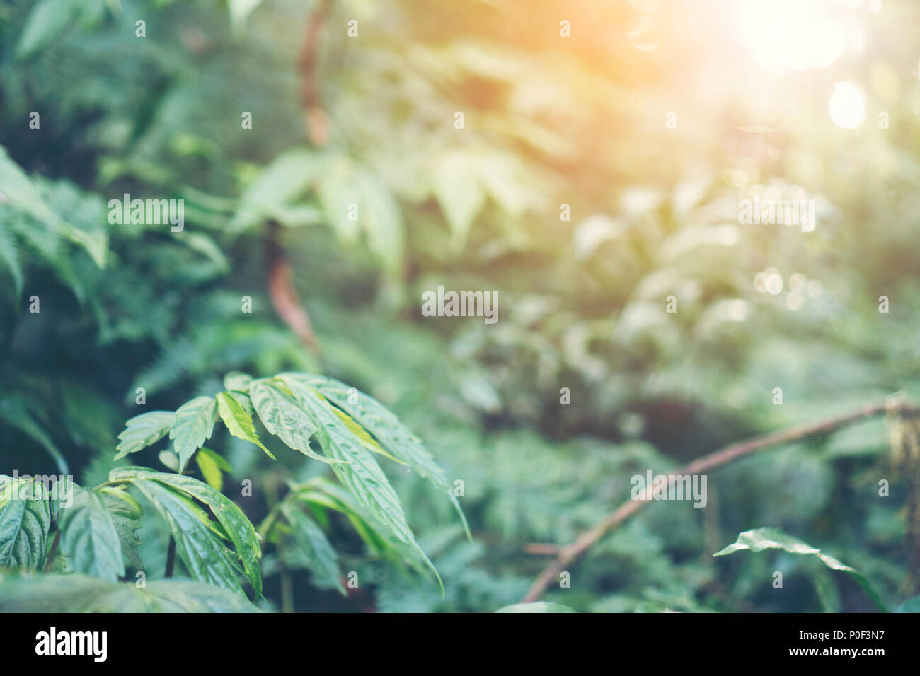 Tropical forest, trees in sunlight and rain Stock Photo - Alamy