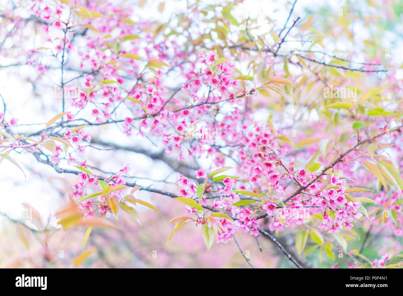 colorful flower in tropical forest Stock Photo - Alamy