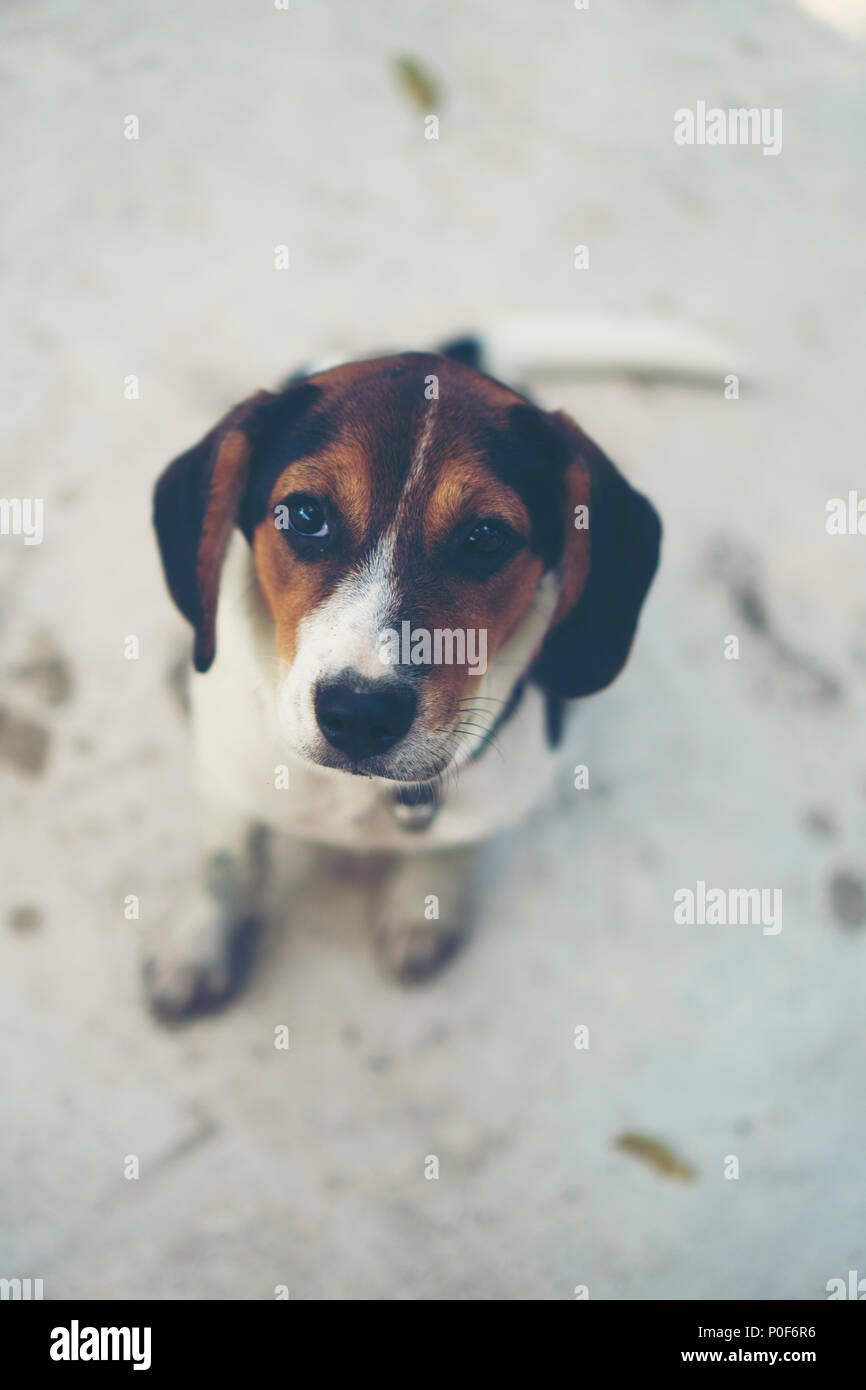 3 month pure breed beagle Puppy on gray screen Stock Photo - Alamy
