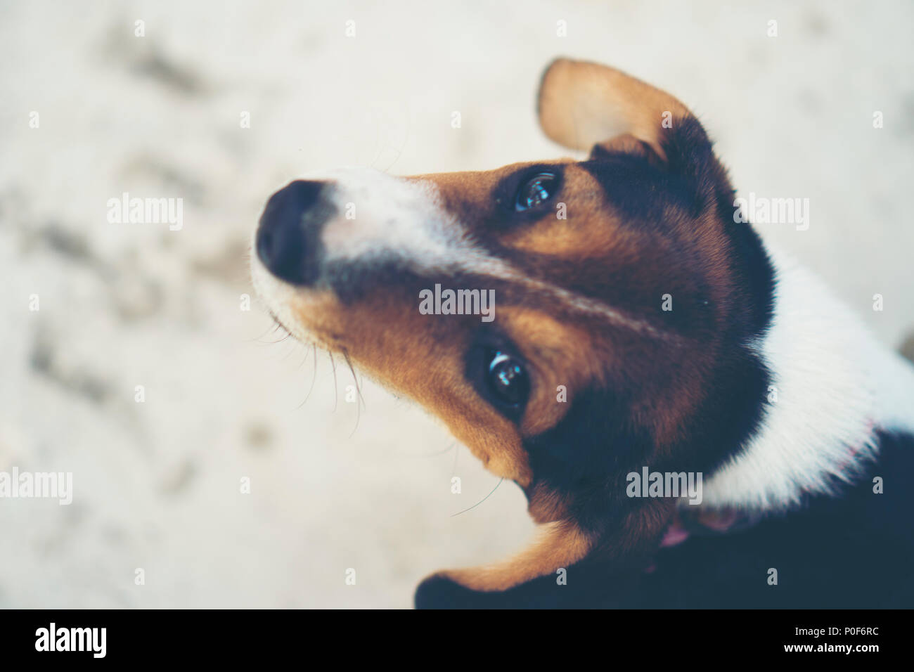 3 month pure breed beagle Puppy on gray screen Stock Photo - Alamy