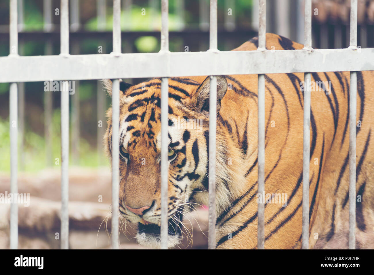 Tiger in a cage Stock Photo - Alamy
