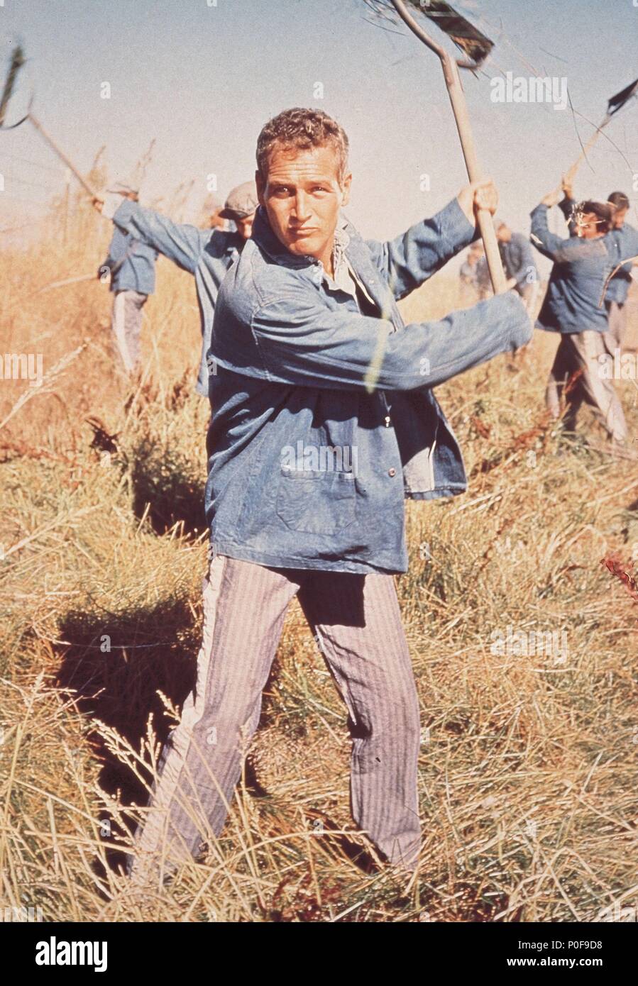 Original Film Title: COOL HAND LUKE. English Title: COOL HAND LUKE ...