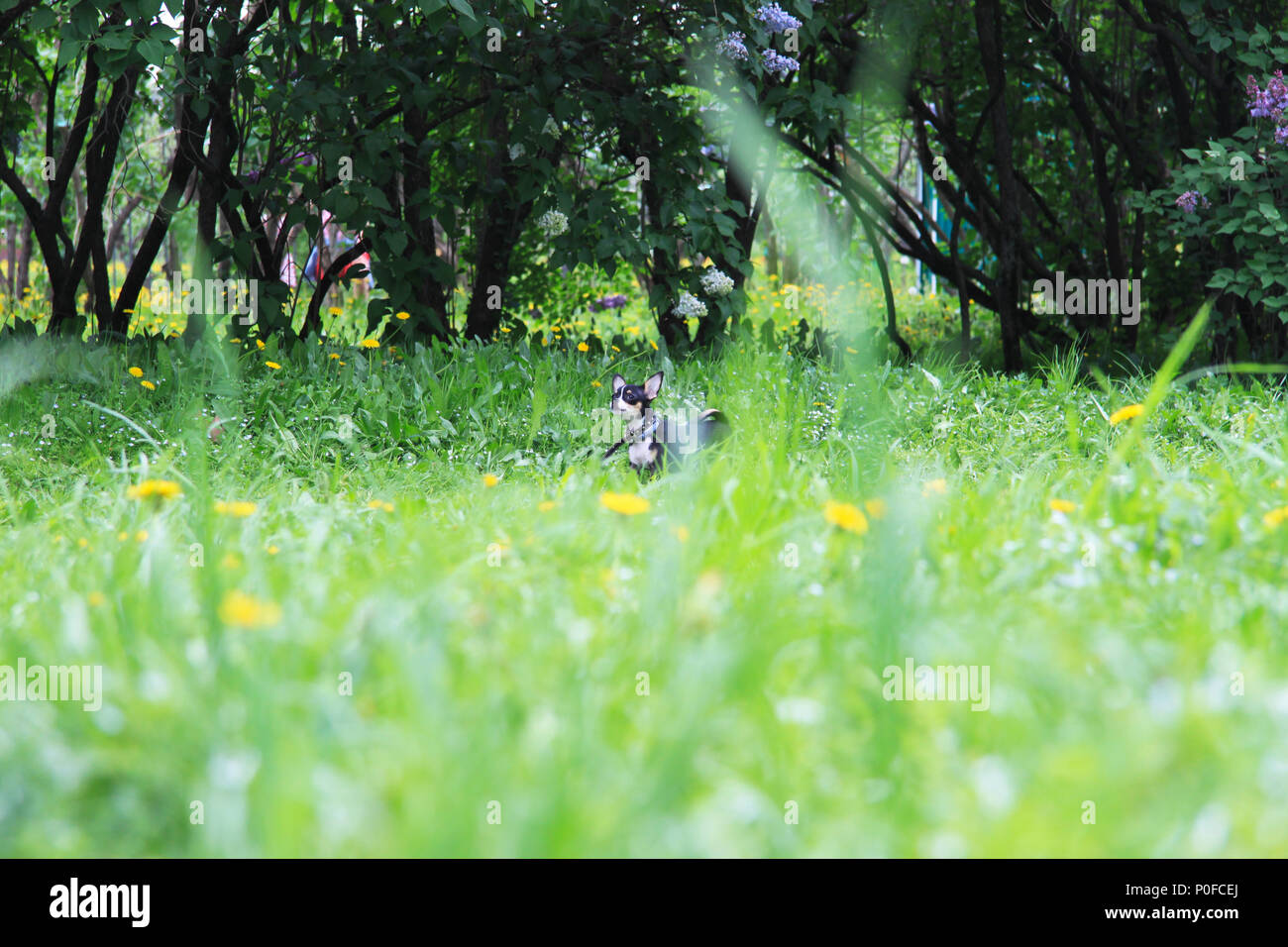 Very small dog running playing in the tall grass Stock Photo - Alamy