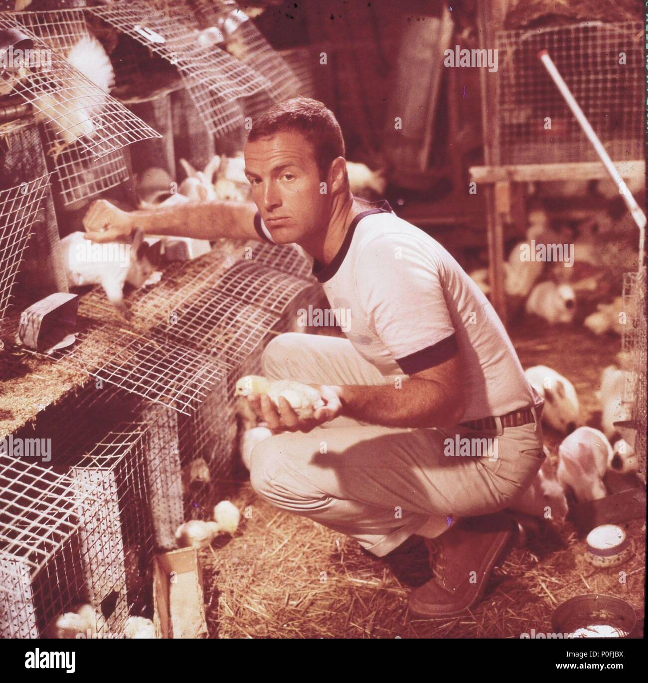 Animal cages 1969 hi-res stock photography and images - Alamy