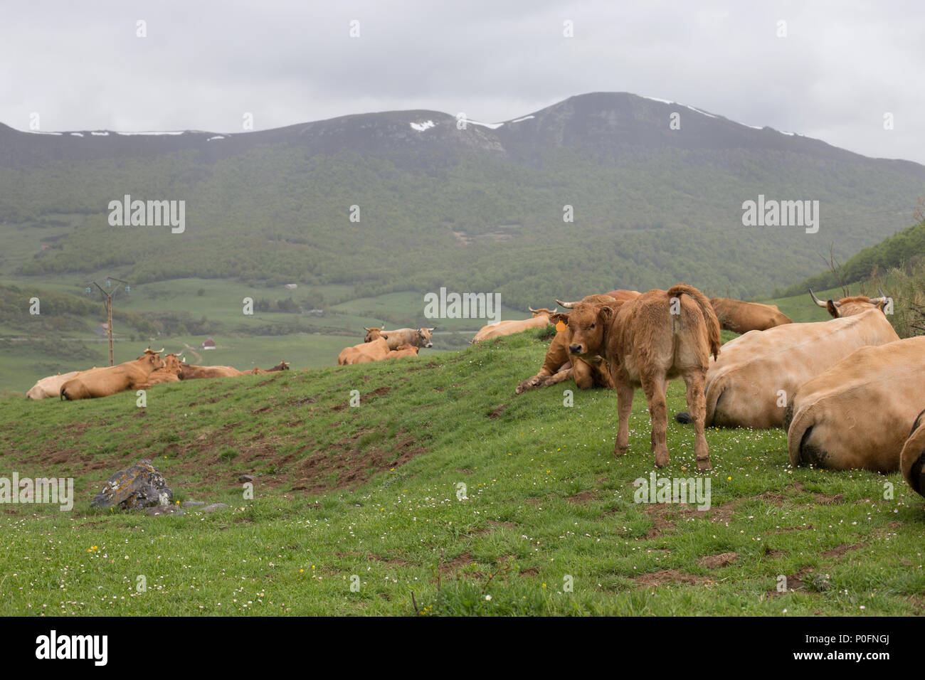 A calf and a lot of cows Stock Photo - Alamy